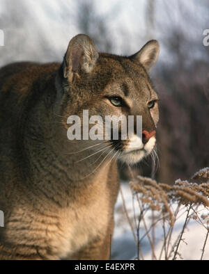A Puma Concolor (Mountain Cougar) feed up resting in the grass Stock ...