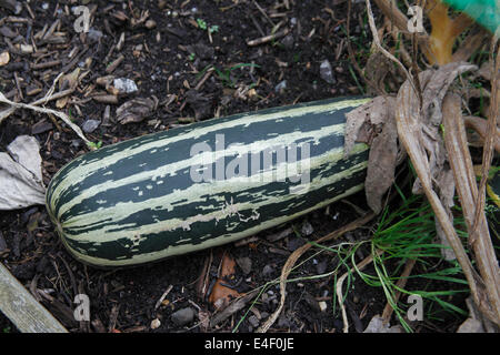 Curcurbita Pepo 'Tiger Cross' Marrow close up of mature fruit Stock ...