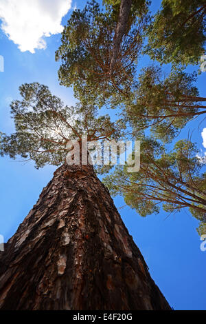 Aleppo Pine tree (Pinus halepensis) growing out of a limestone rock ...