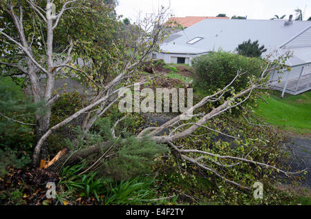 Damaged tree with branch broken off and breaking a wooden fence Stock ...