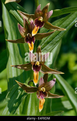 Giant Helleborine - Epipactis gigantea From Western North America Stock ...