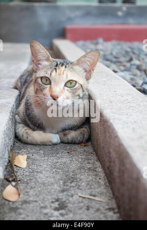 Striped cat laying down looking at camera with large eyes open Stock ...