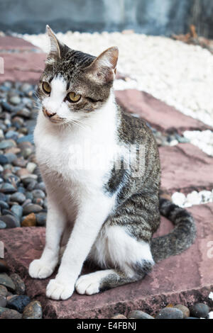 A beautiful cat sitting on a rock in the daylight with blurred trees ...