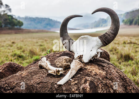 Skull of a Indian Gaur in the wild forest of Tadoba Tiger Reserve ...
