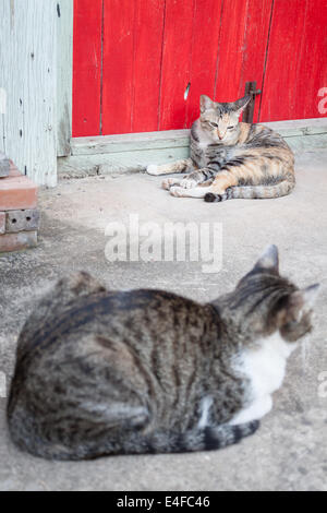 Two cats rest together on the counter by the kitchen as viewed from ...