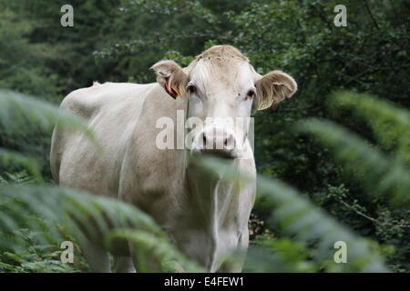 Cow, Natural Park of Gorbeia, Biscaye, Alava, Basque Country, Spain ...