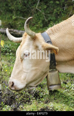Cow, Natural Park of Gorbeia, Biscaye, Alava, Basque Country, Spain ...