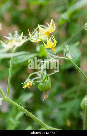 A tomato Solanum lycopersicum plant with green leaves is growing in a ...
