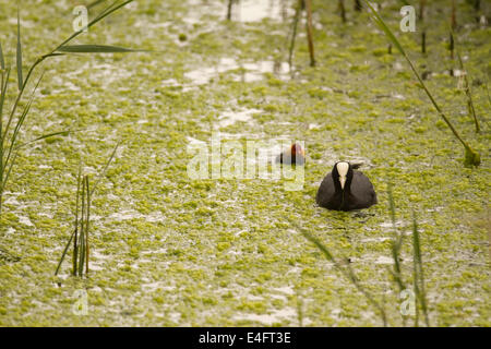 Baby bird searching for food in the palm of a hand. Feeding wild birds ...
