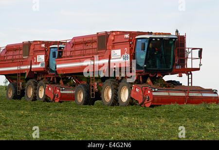 PCM 989 self-propelled Pea harvesters UK Stock Photo - Alamy