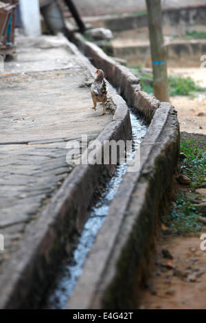 chicken running around Stock Photo - Alamy