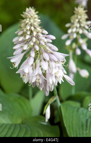 White hosta flower blooms in the park, beautiful summer light. Purple ...