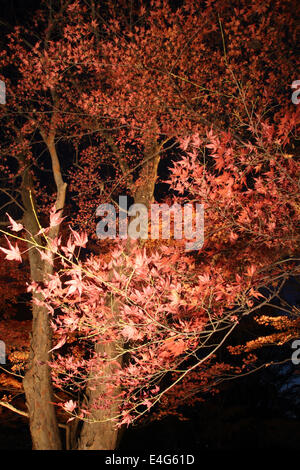 A closeup of dark red Japanese maple leaves on the ground. Acer ...