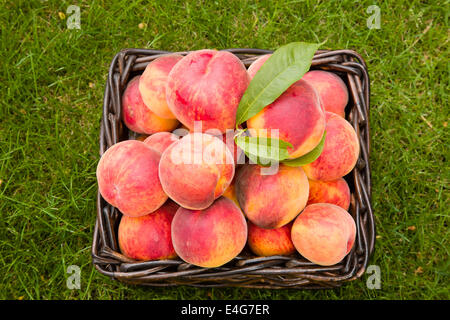 Just harvested peaches, very sweet and fragrant Stock Photo - Alamy