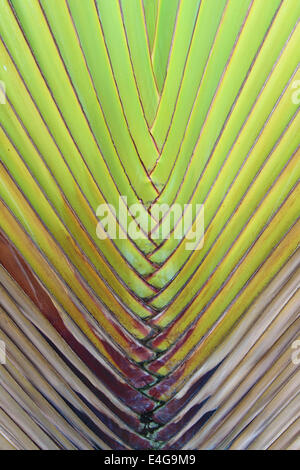 Petiole pattern of Traveller's Palm and leaf Stock Photo - Alamy