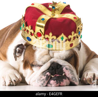 wise dog - english bulldog wearing munk costume isolated on white ...