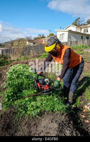 Slashing green manure crop using a hedge trimmer Stock Photo - Alamy