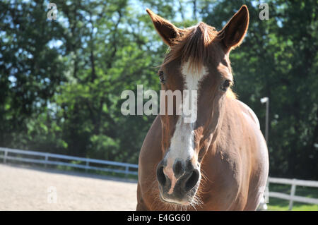 Pony at Belmont Stables in Philadelphia, Pa, USA Stock Photo - Alamy