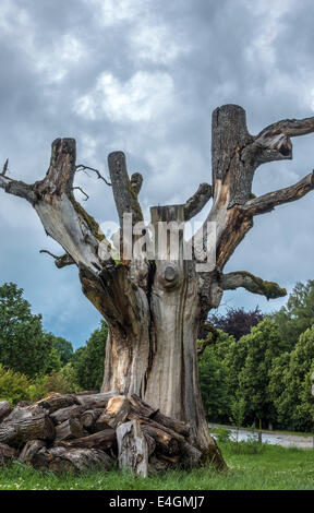 An old knotty oak tree Stock Photo - Alamy