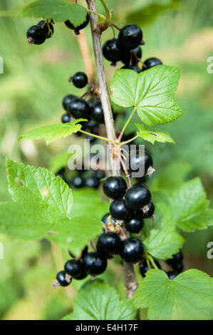 Wild black currant with green leaves isolated on white Stock Photo - Alamy
