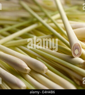 Lemon grass (Cymbopogon citratus) is a perennial medicinal herb. Its ...