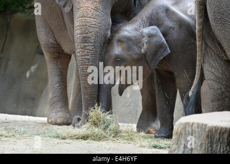 Baby elephant calf trunk tree log forest nature wildlife animal cute ...