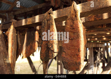 Shark meat being air cured at Bjarnahofn, Iceland Stock Photo - Alamy