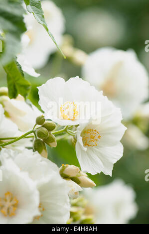 White Abutilon flower ( Abutilon vitifolium) in bloom in early Spring ...