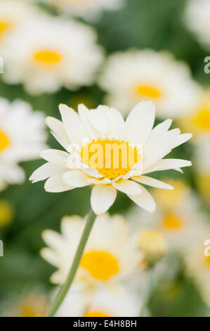 Close up view of yellow anthemis flowers in a garden Stock Photo - Alamy