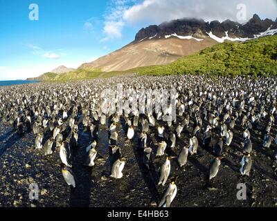 King Penguins (Aptenodytes patagonicus) colony with glacier in the ...