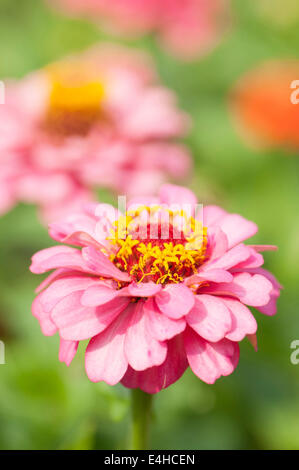Pink zinnia, side view Stock Photo - Alamy