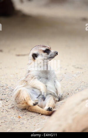 A meerkat (Suricata suricatta) laying on its back in a sandy spot Stock ...