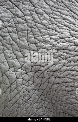 Background gray elephant skin. Textured pattern elephant gray Stock ...