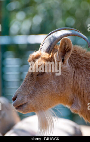 Picture of a goat with great horns Stock Photo - Alamy