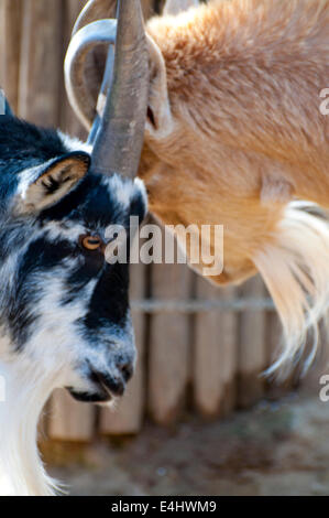 Picture of a goat with great horns Stock Photo - Alamy