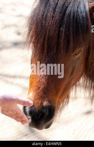 Picture of a nice poney. Brown hair Stock Photo - Alamy
