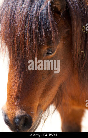 Picture of a nice poney. Brown hair Stock Photo - Alamy