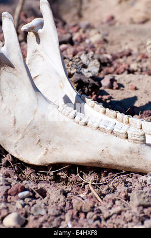 Image of a skull with nice details Stock Photo - Alamy