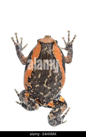 Gray toad is isolated on white background with clipping path Stock ...
