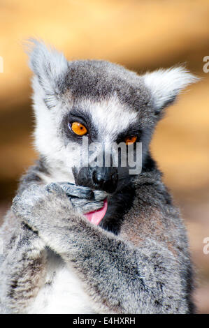 Picture of a nice lemur with beautiful eyes and skin Stock Photo - Alamy