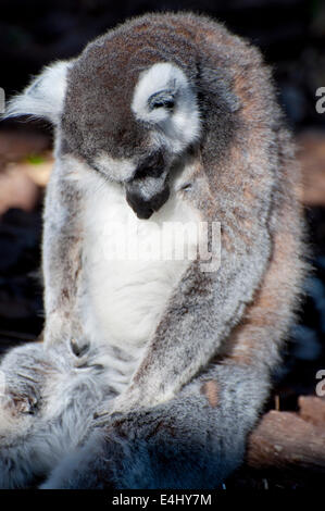 Picture of a nice lemur with beautiful eyes and skin Stock Photo - Alamy