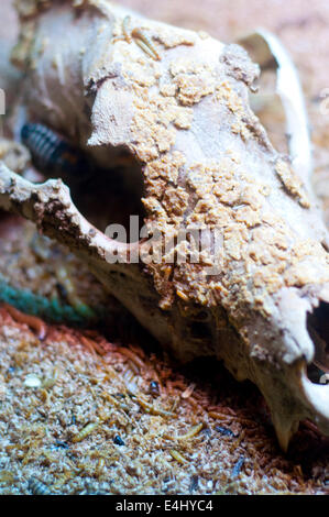 Image of a skull with nice details Stock Photo - Alamy