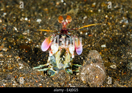 Pink-eared or pink tailed Mantis shrimp, Odontodactylus latirostris ...