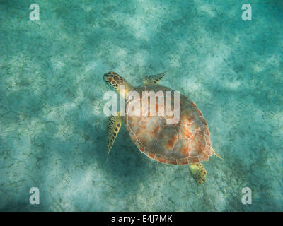 hawksbill sea turtle St John coral Stock Photo - Alamy