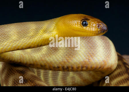 Woma python / Aspidites ramsayi Stock Photo - Alamy