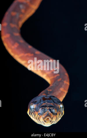 Boelen's Python (Morelia boeleni Stock Photo - Alamy