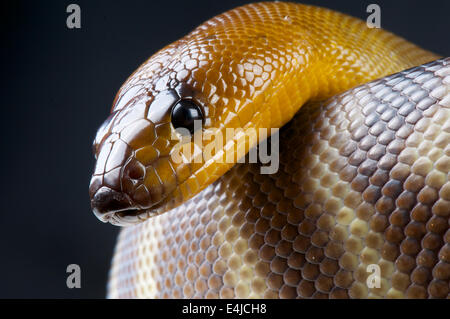 Woma python (Aspidites ramsayi Stock Photo - Alamy