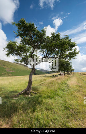 This is a small tree on the shores of a mountain lake in Donegal ...