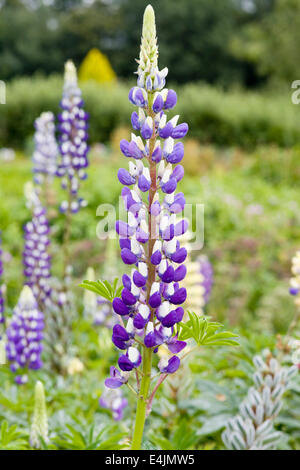 Lupinus. Hybrid Purple Lupin flowers Stock Photo - Alamy