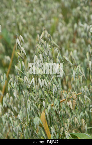 Oat crop (Avena sativa) growing in farm field Wirral Cheshire UK June ...